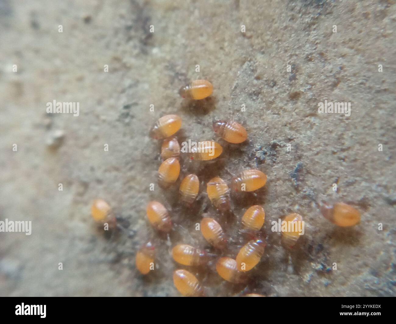 True Bugs (Heteroptera Stock Photo - Alamy