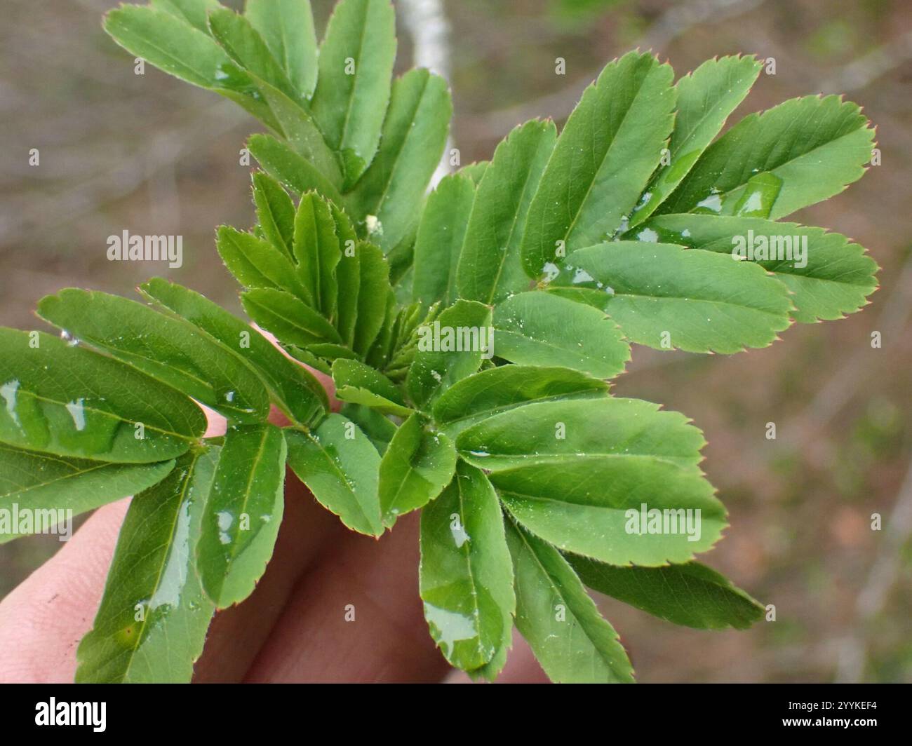 Sitka Mountain-Ash (Sorbus sitchensis Stock Photo - Alamy