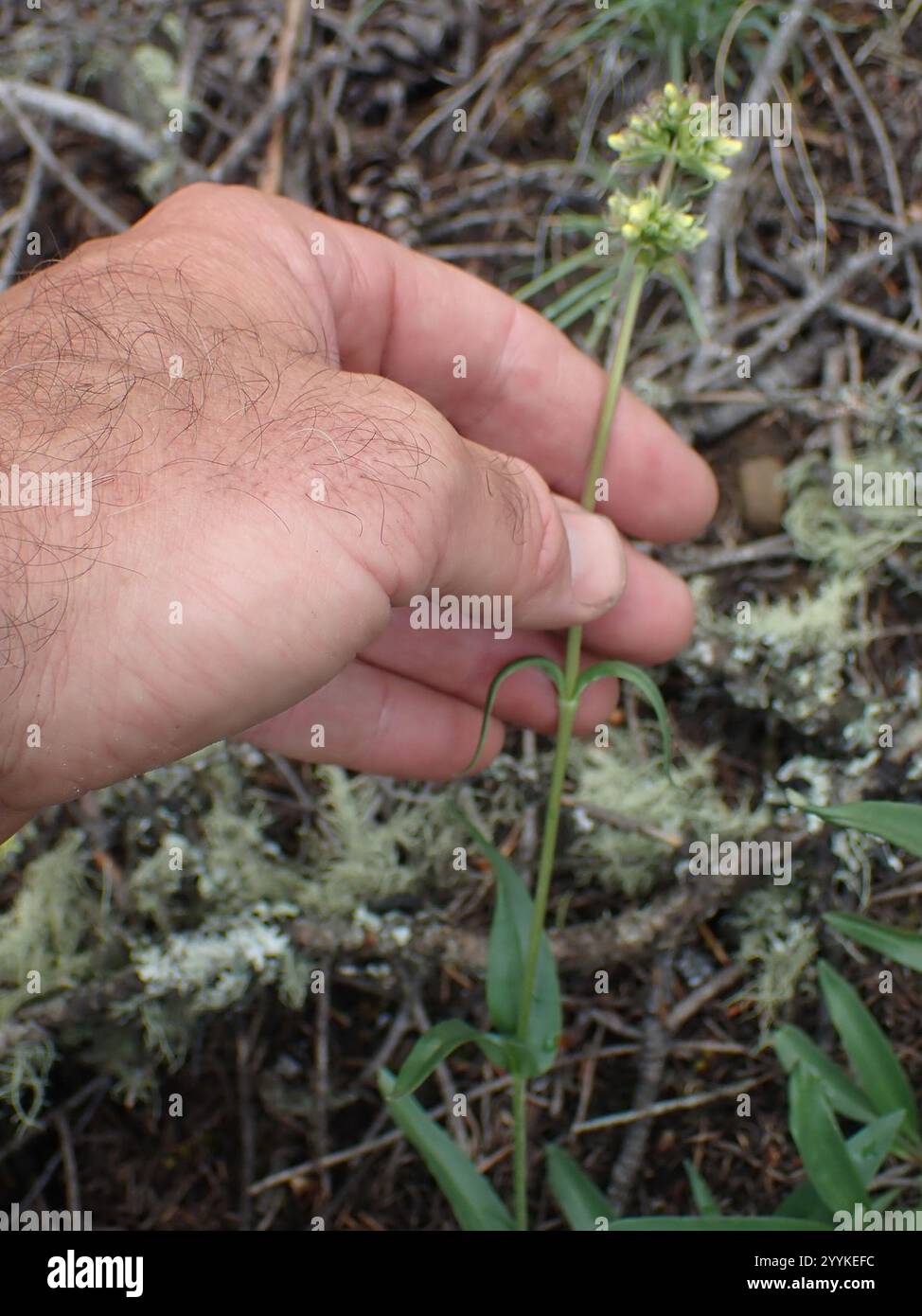 Yellow Beardtongue (Penstemon confertus Stock Photo - Alamy