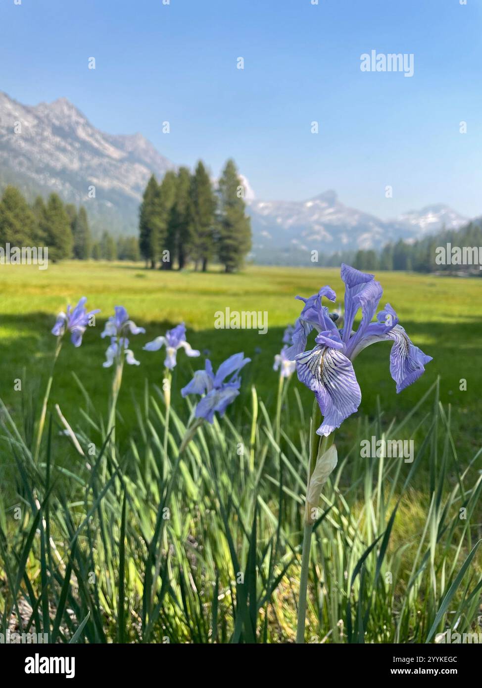western blue flag (Iris missouriensis Stock Photo - Alamy
