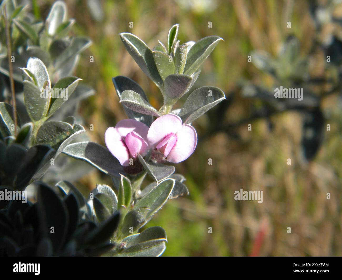 Satin bush (Podalyria sericea Stock Photo - Alamy