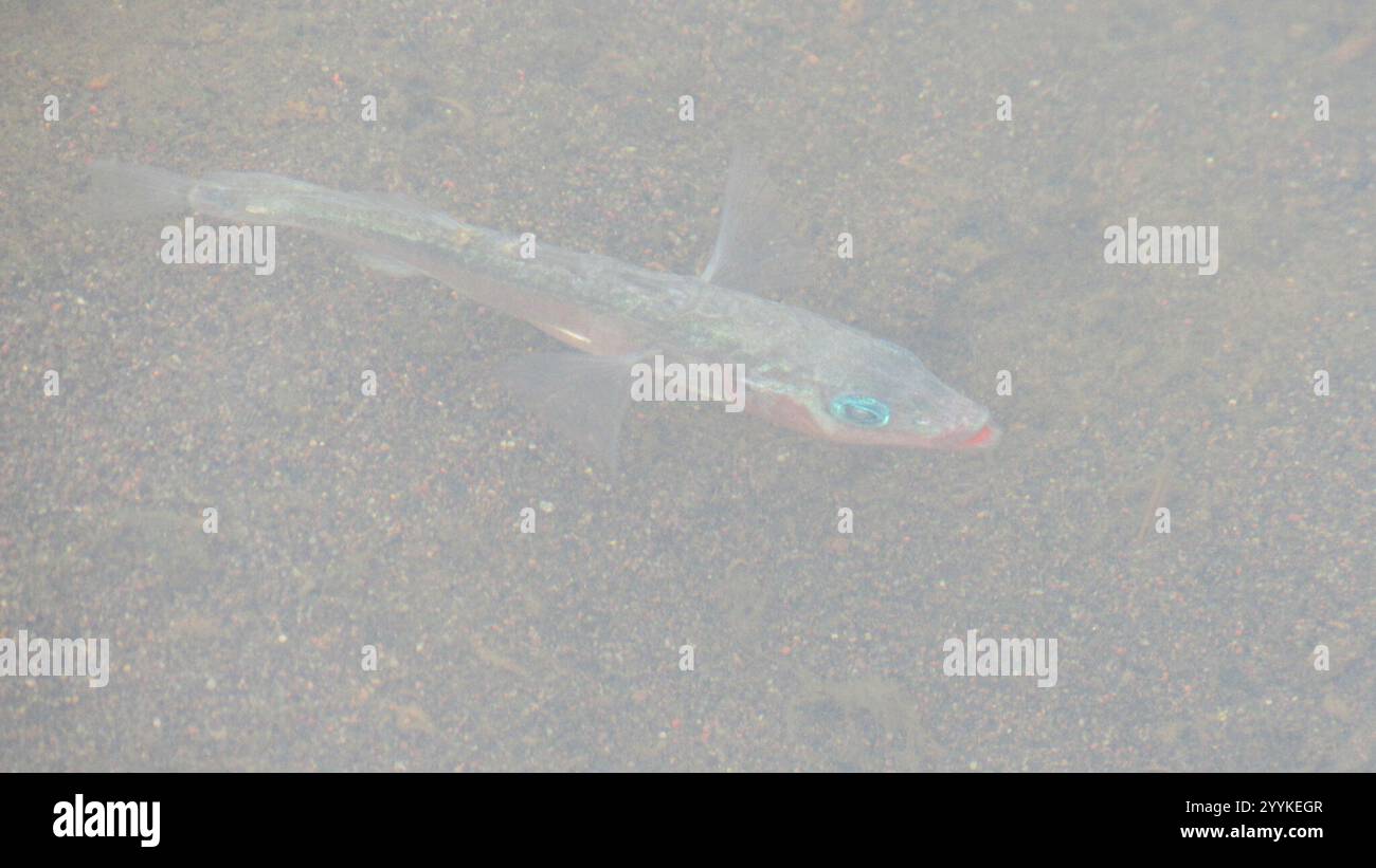 Threespine Stickleback (Gasterosteus aculeatus Stock Photo - Alamy