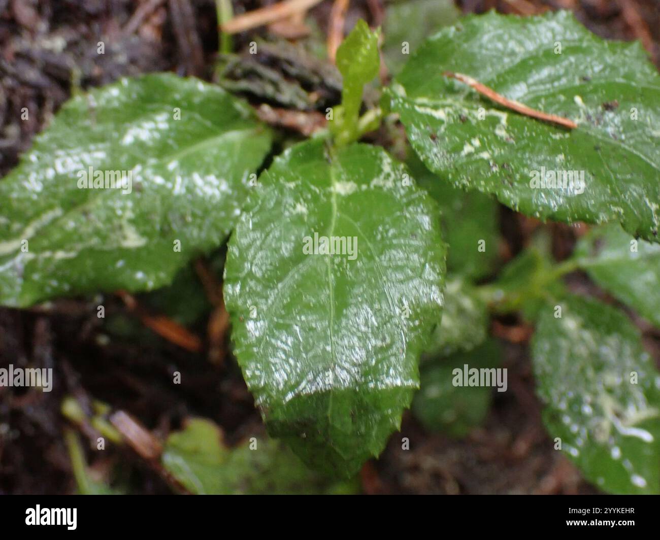 one-sided wintergreen (Orthilia secunda Stock Photo - Alamy