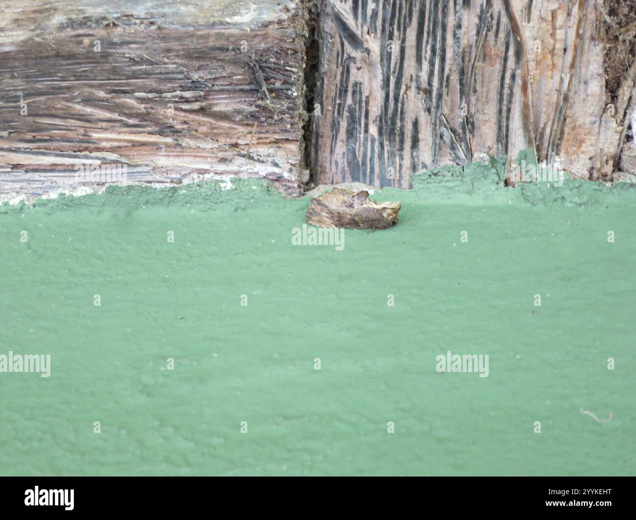 Prominent Moths (Notodontidae Stock Photo - Alamy