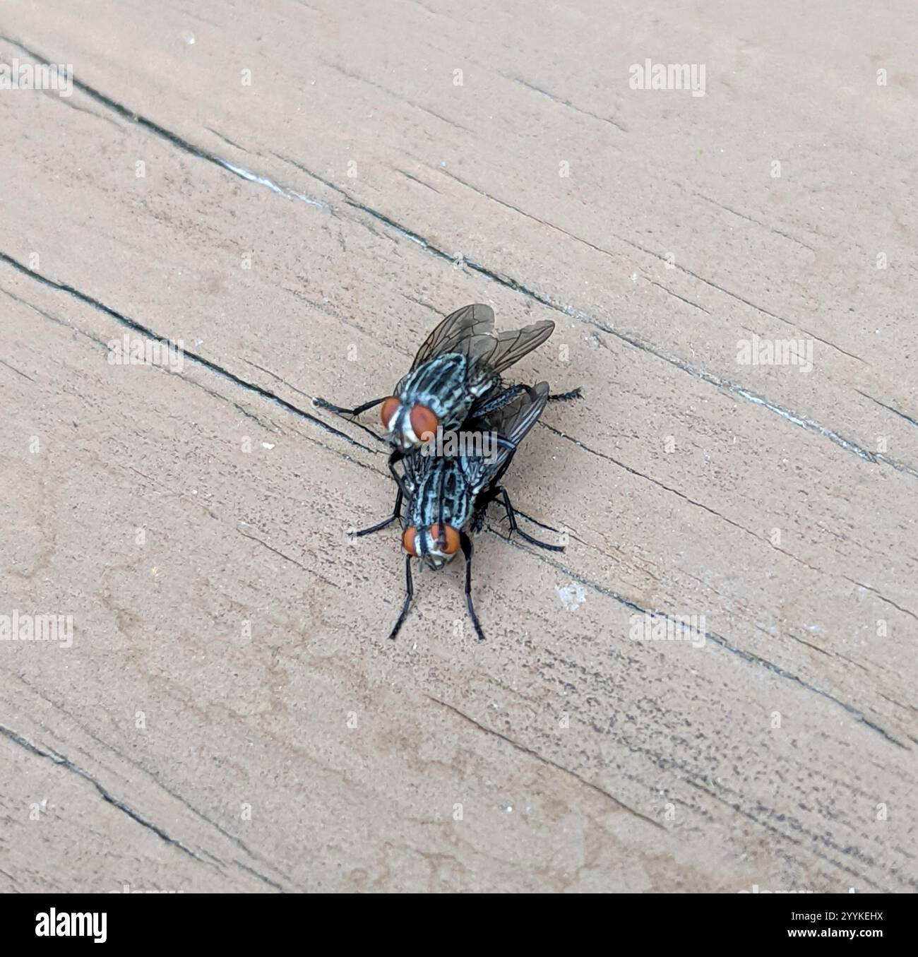 Typical Flesh Flies (Sarcophaginae Stock Photo - Alamy