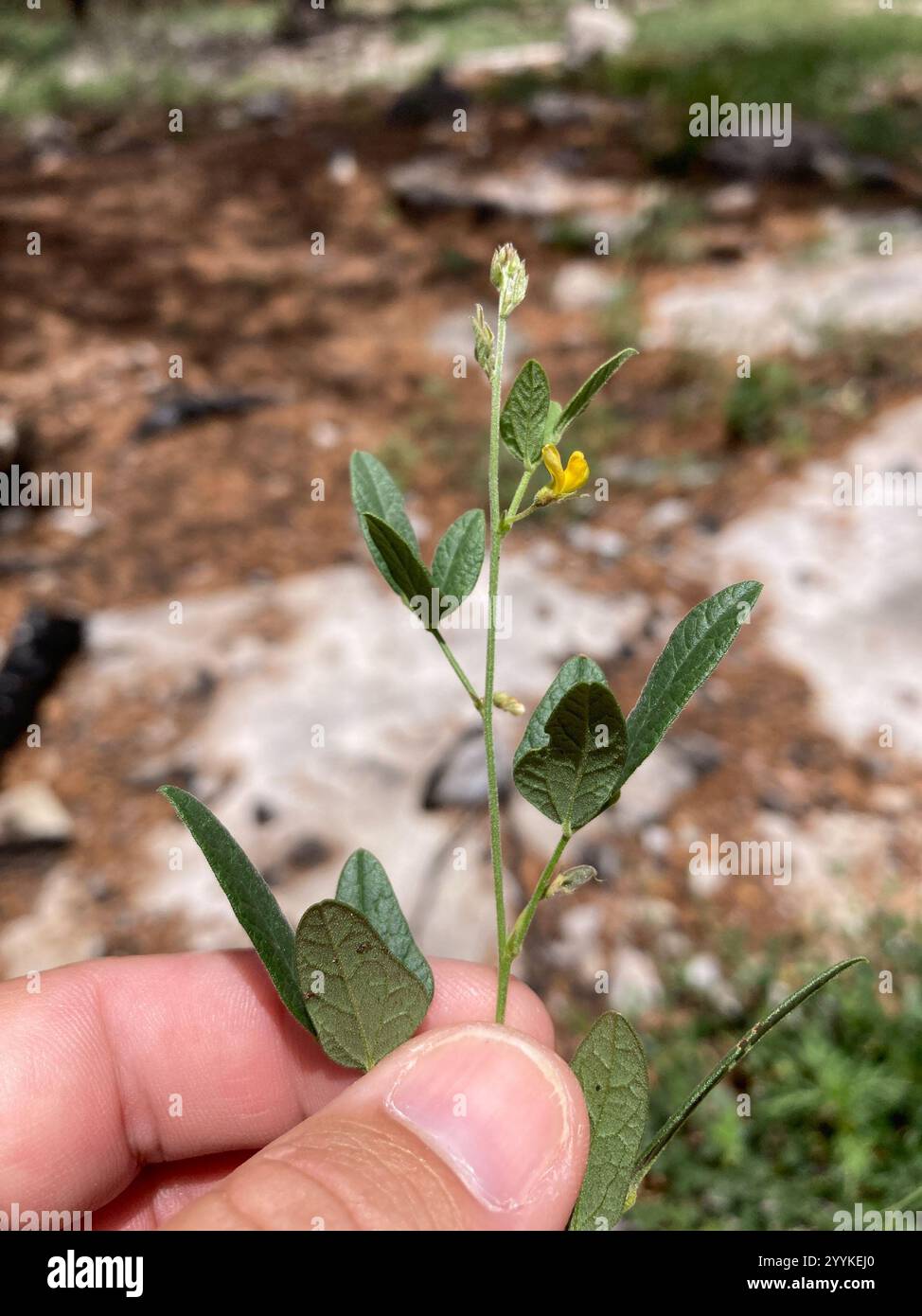 Texas Snoutbean (Rhynchosia senna texana Stock Photo - Alamy