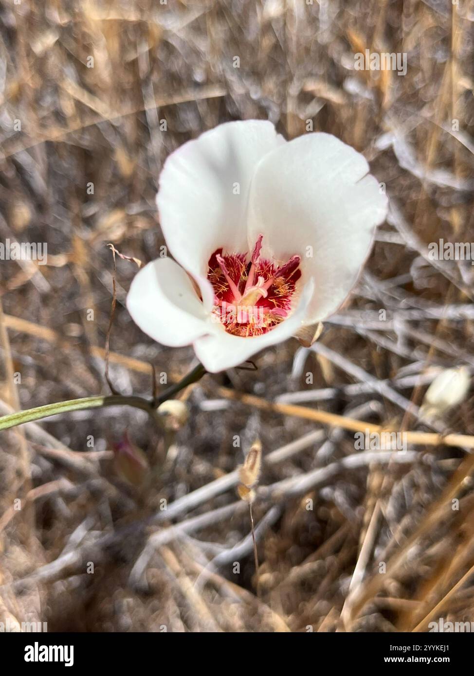 la panza mariposa lily (Calochortus simulans Stock Photo - Alamy