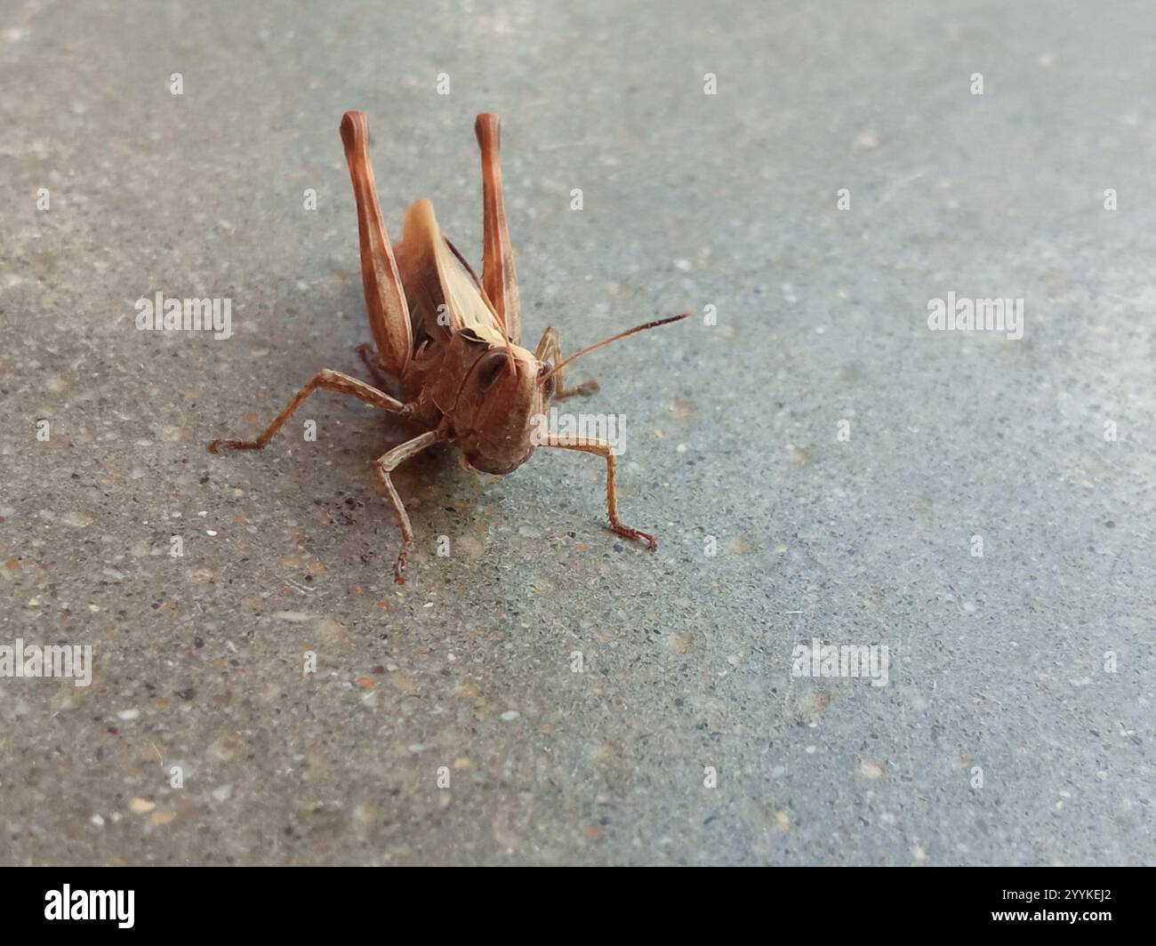 Rufous Grasshopper (Gomphocerippus rufus Stock Photo - Alamy