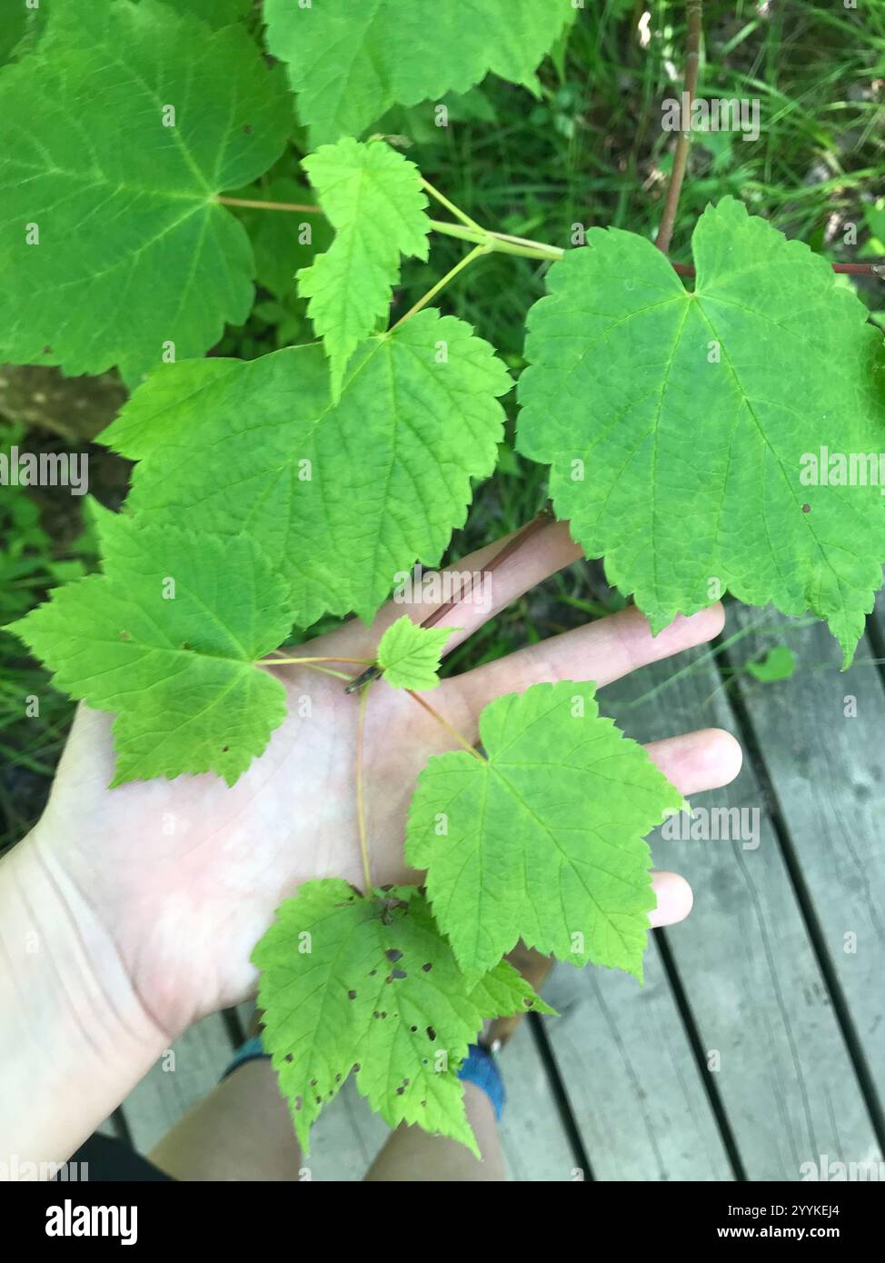Mountain Maple (Acer spicatum Stock Photo - Alamy