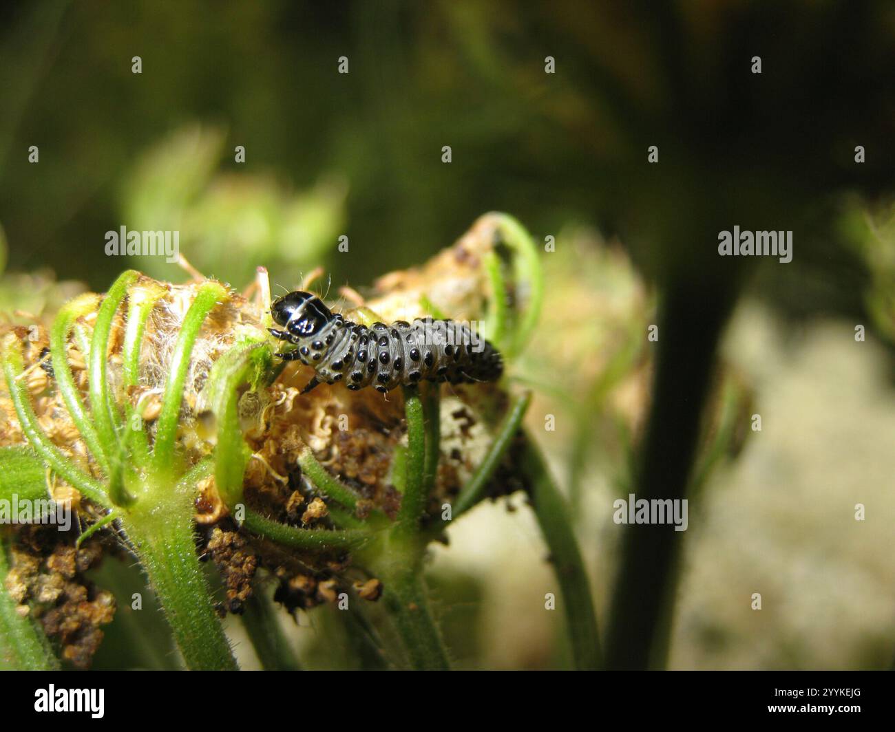 Parsnip Webworm (Depressaria radiella Stock Photo - Alamy