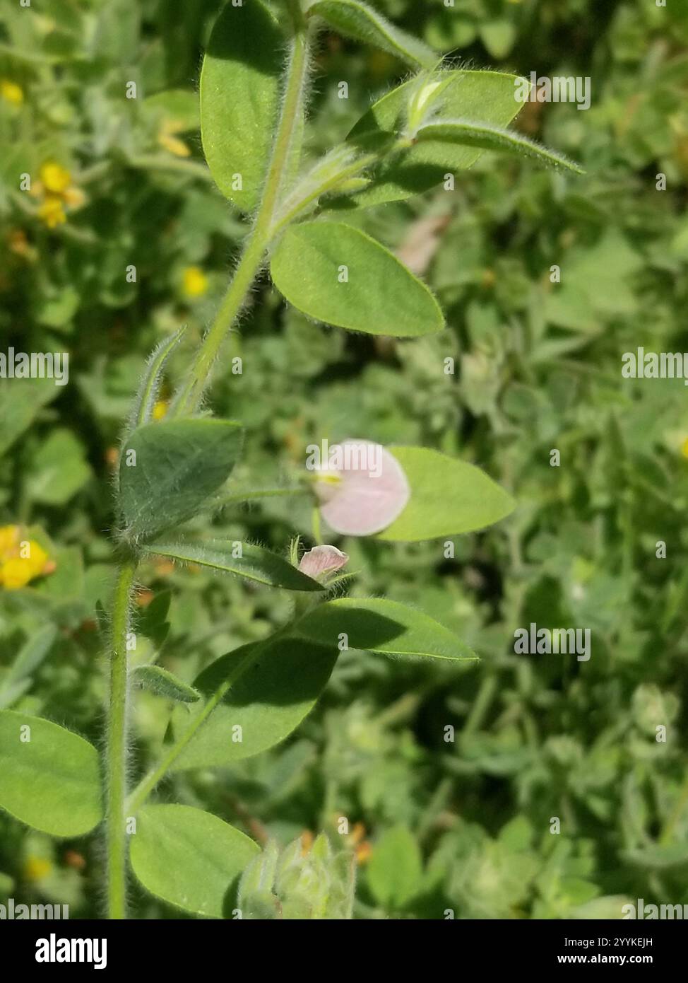 Spanish clover (Acmispon americanus Stock Photo - Alamy