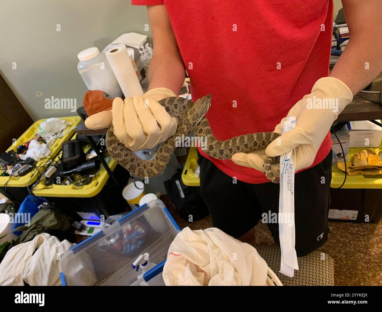 Plains Hognose Snake (Heterodon nasicus Stock Photo - Alamy