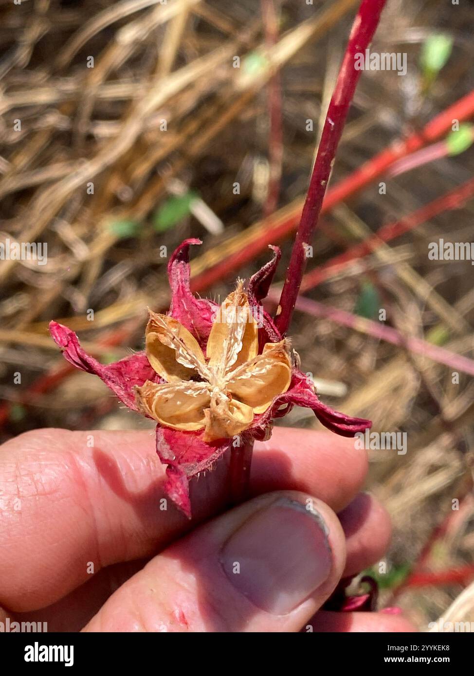 Roselle (Hibiscus sabdariffa Stock Photo - Alamy