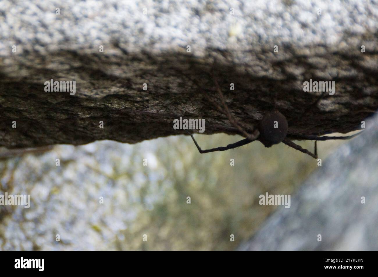 Giant water spider (Megadolomedes trux Stock Photo - Alamy