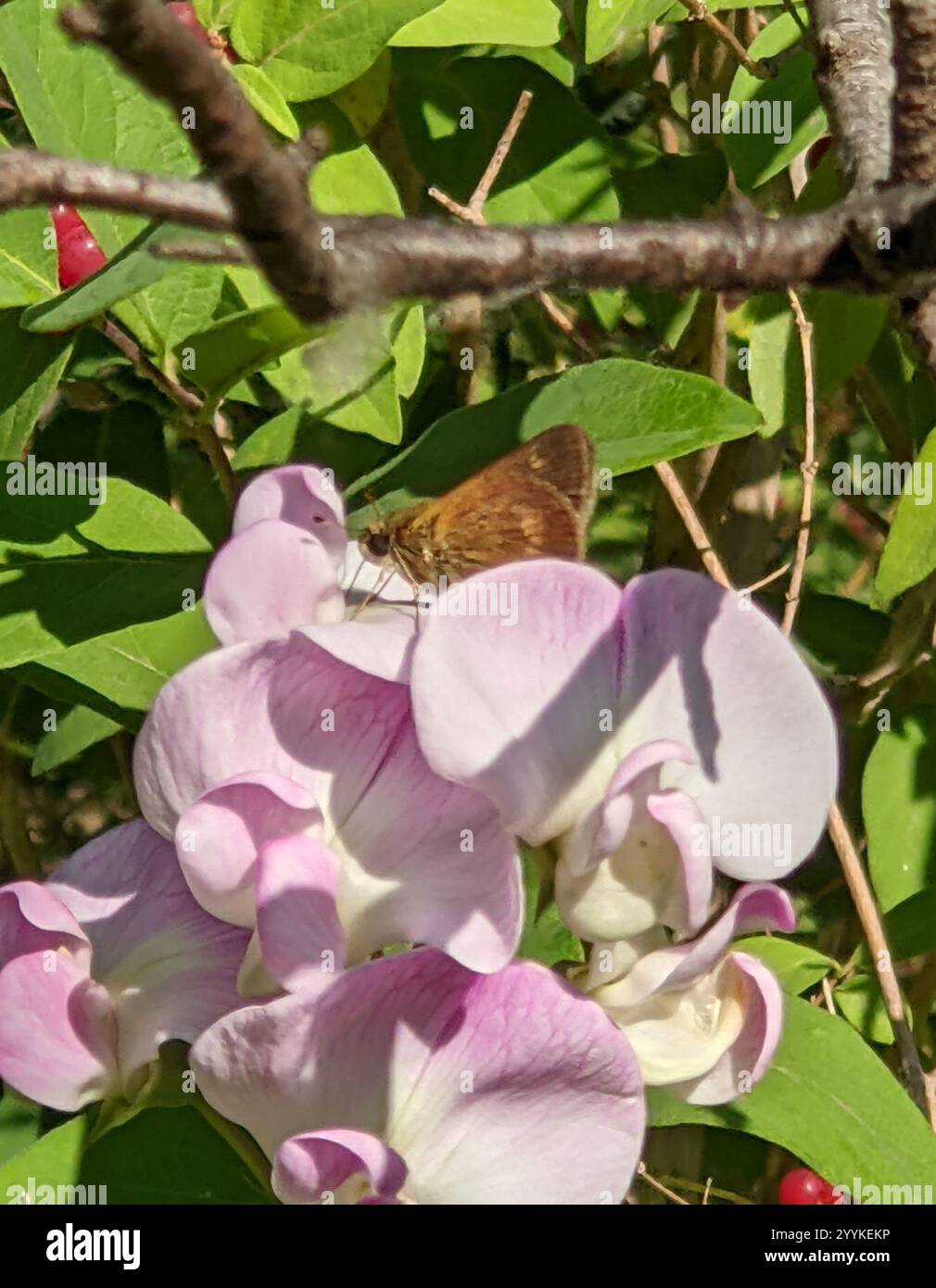 Polites egeremet hi-res stock photography and images - Alamy