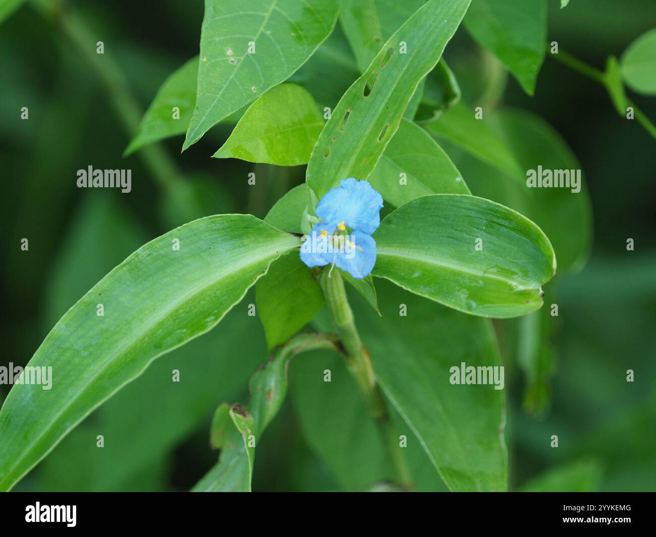 Virginia Dayflower (Commelina virginica Stock Photo - Alamy