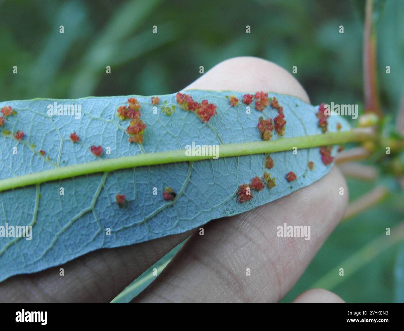 Western Red Willow Mite (Aculus laevigatae Stock Photo - Alamy