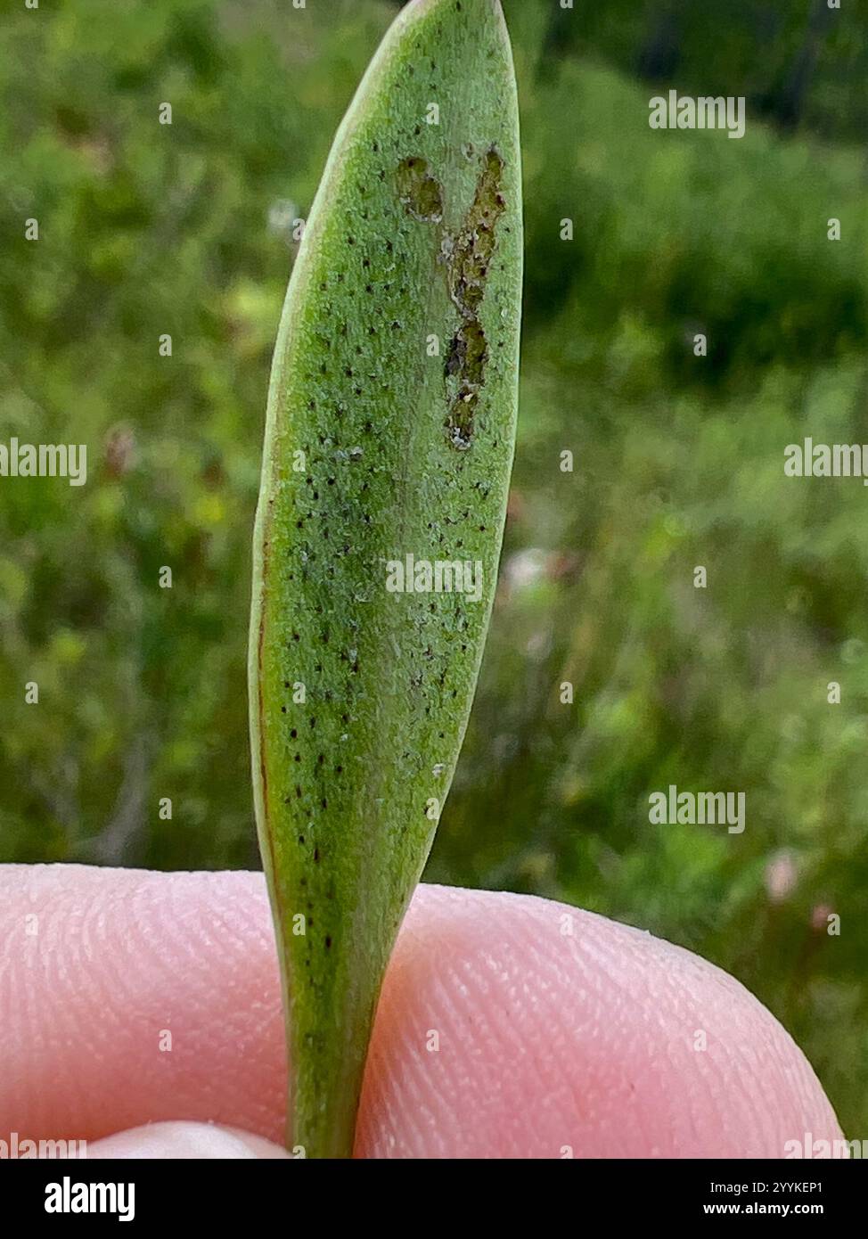 Texas Tickseed (Coreopsis linifolia Stock Photo - Alamy