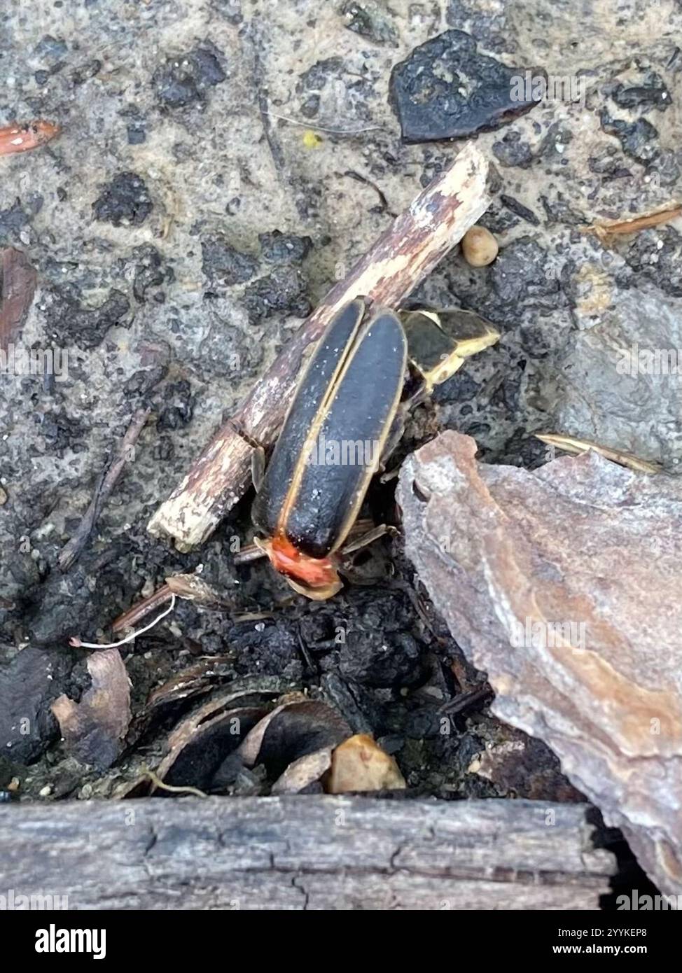 Common Eastern Firefly (Photinus pyralis Stock Photo - Alamy