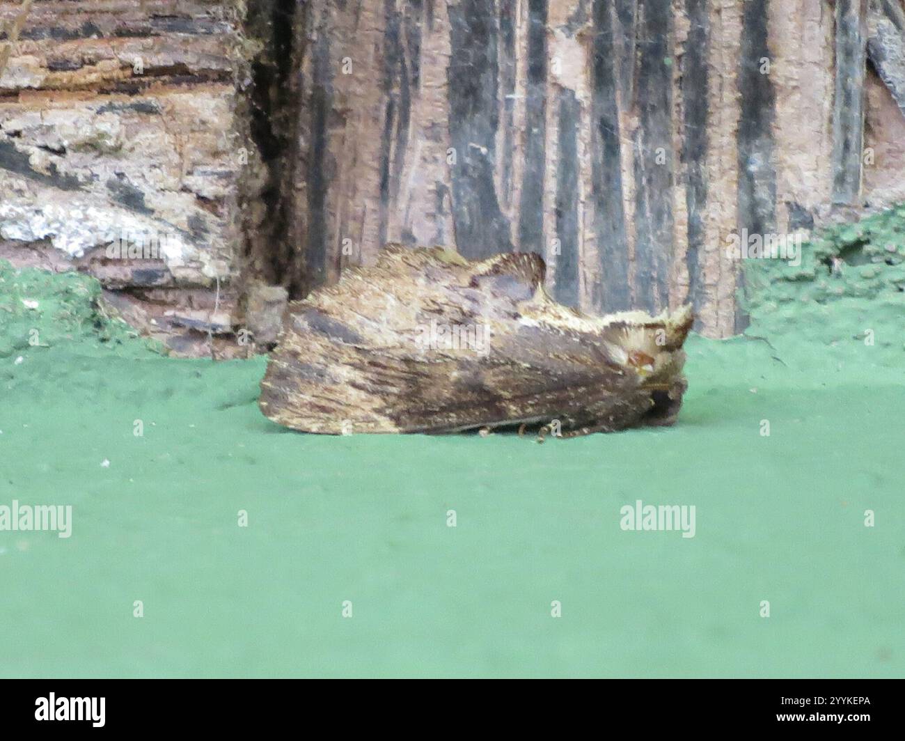 Prominent Moths (Notodontidae Stock Photo - Alamy