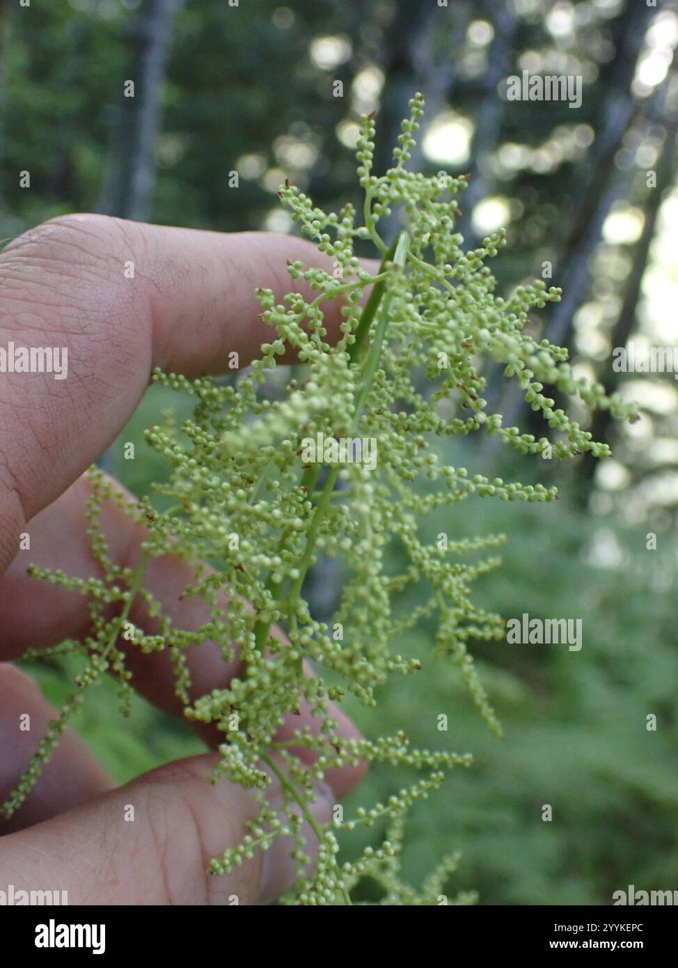 Goatsbeard (Aruncus dioicus Stock Photo - Alamy