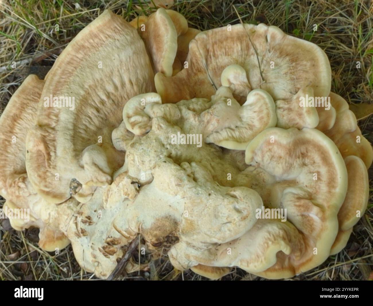 Berkeley's Polypore (Bondarzewia berkeleyi Stock Photo - Alamy
