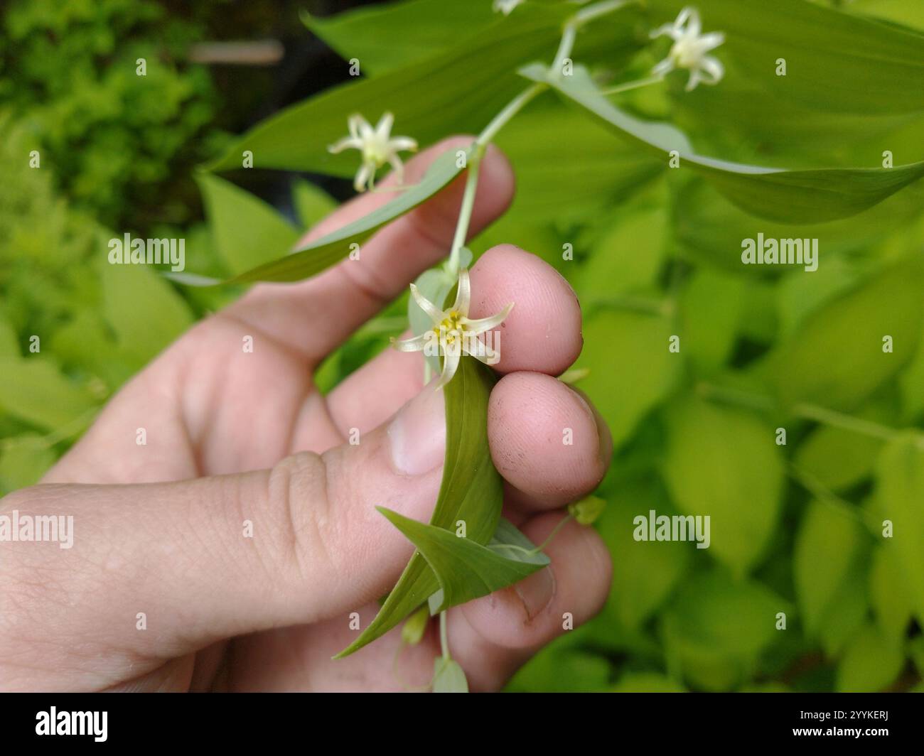 white twisted-stalk (Streptopus amplexifolius Stock Photo - Alamy