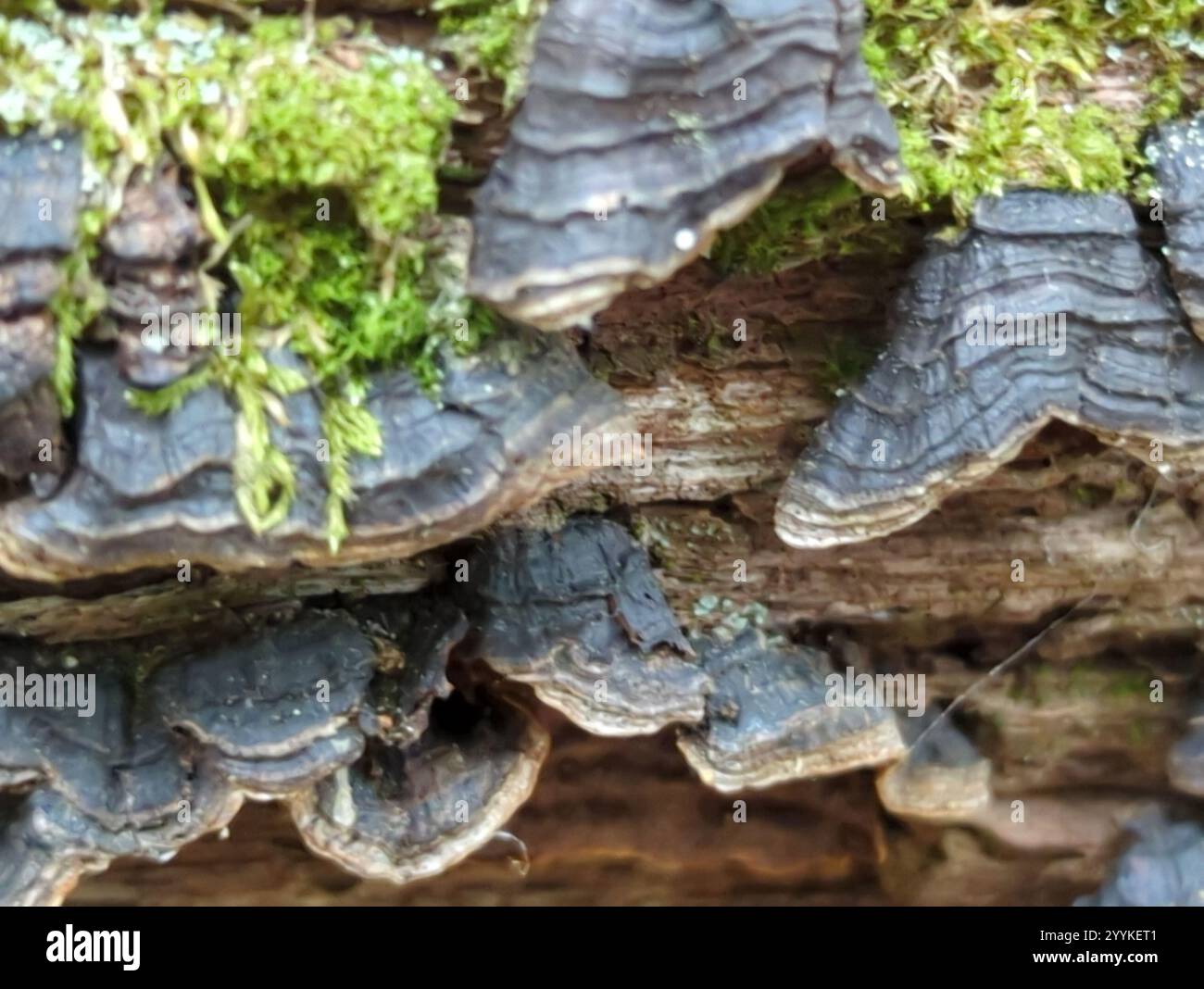 Oak Curtain Crust Fungus (Hymenochaete rubiginosa Stock Photo - Alamy