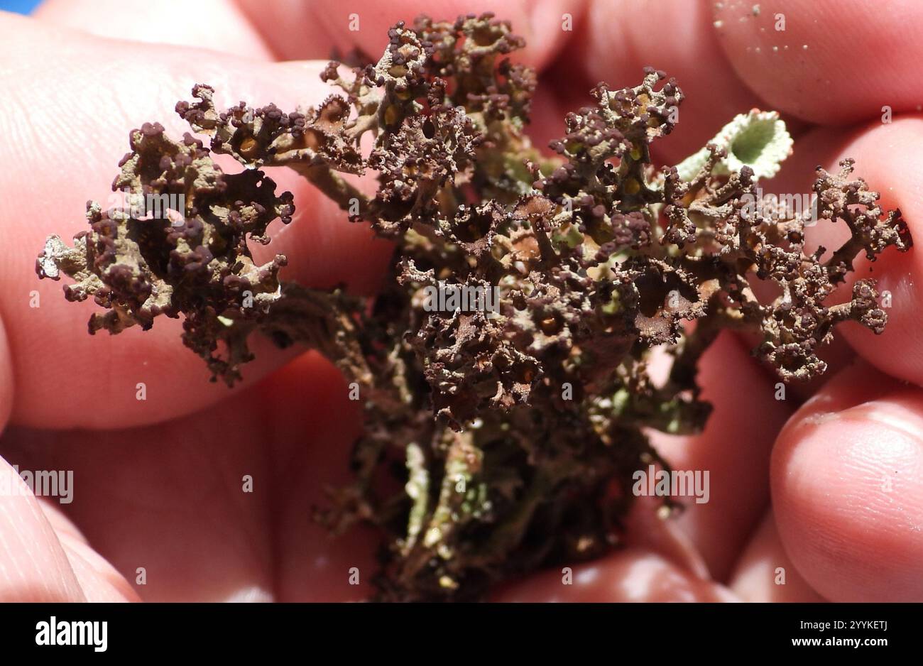 Greater Organ-pipe Lichen (Cladonia crispata crispata Stock Photo - Alamy