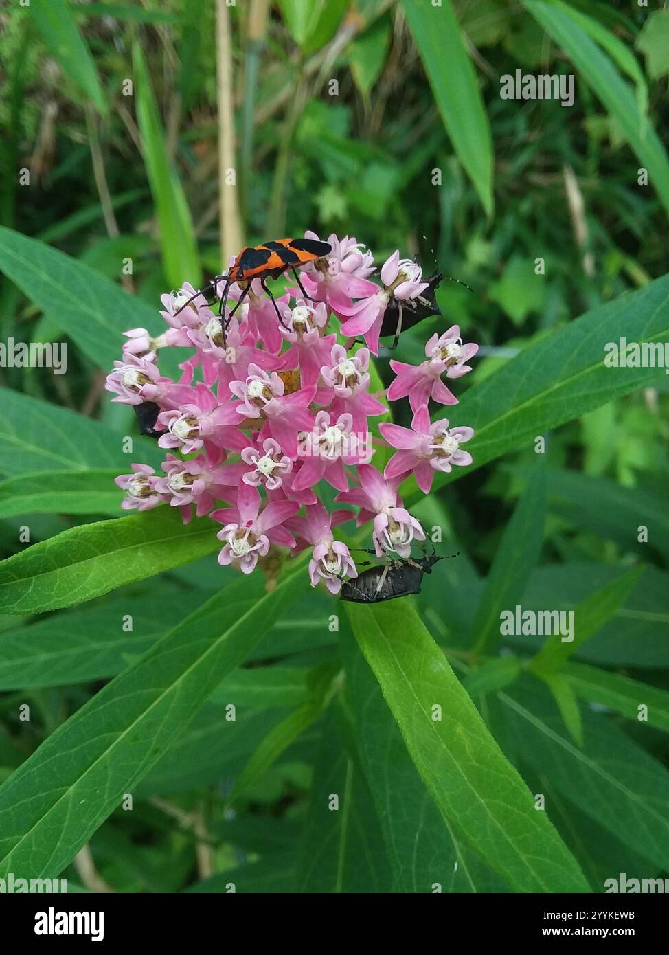 Black Stink Bug (Proxys punctulatus Stock Photo - Alamy