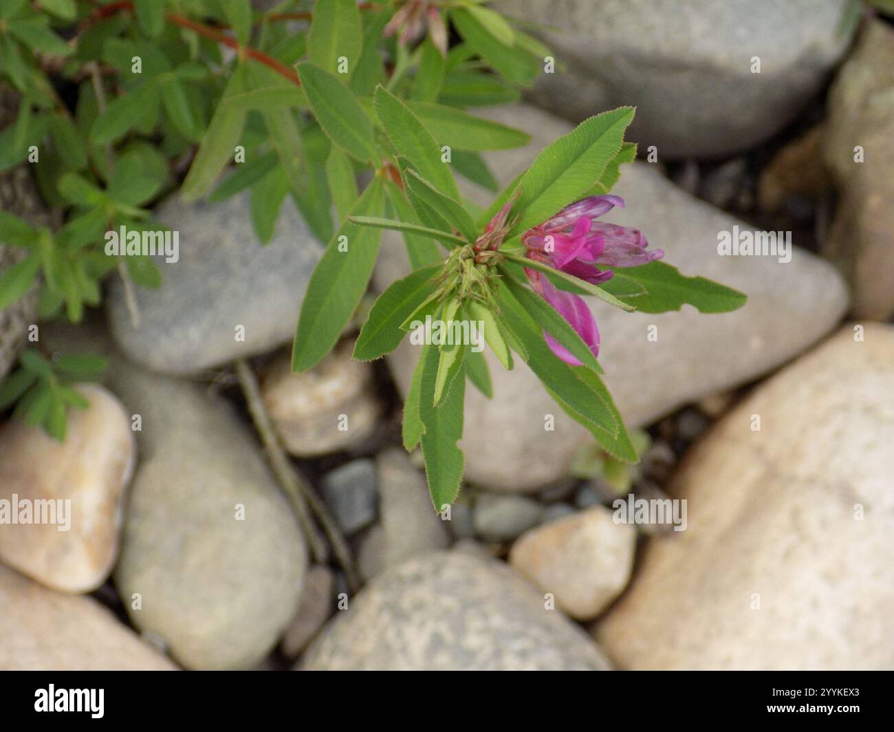 lupine clover (Trifolium lupinaster Stock Photo - Alamy