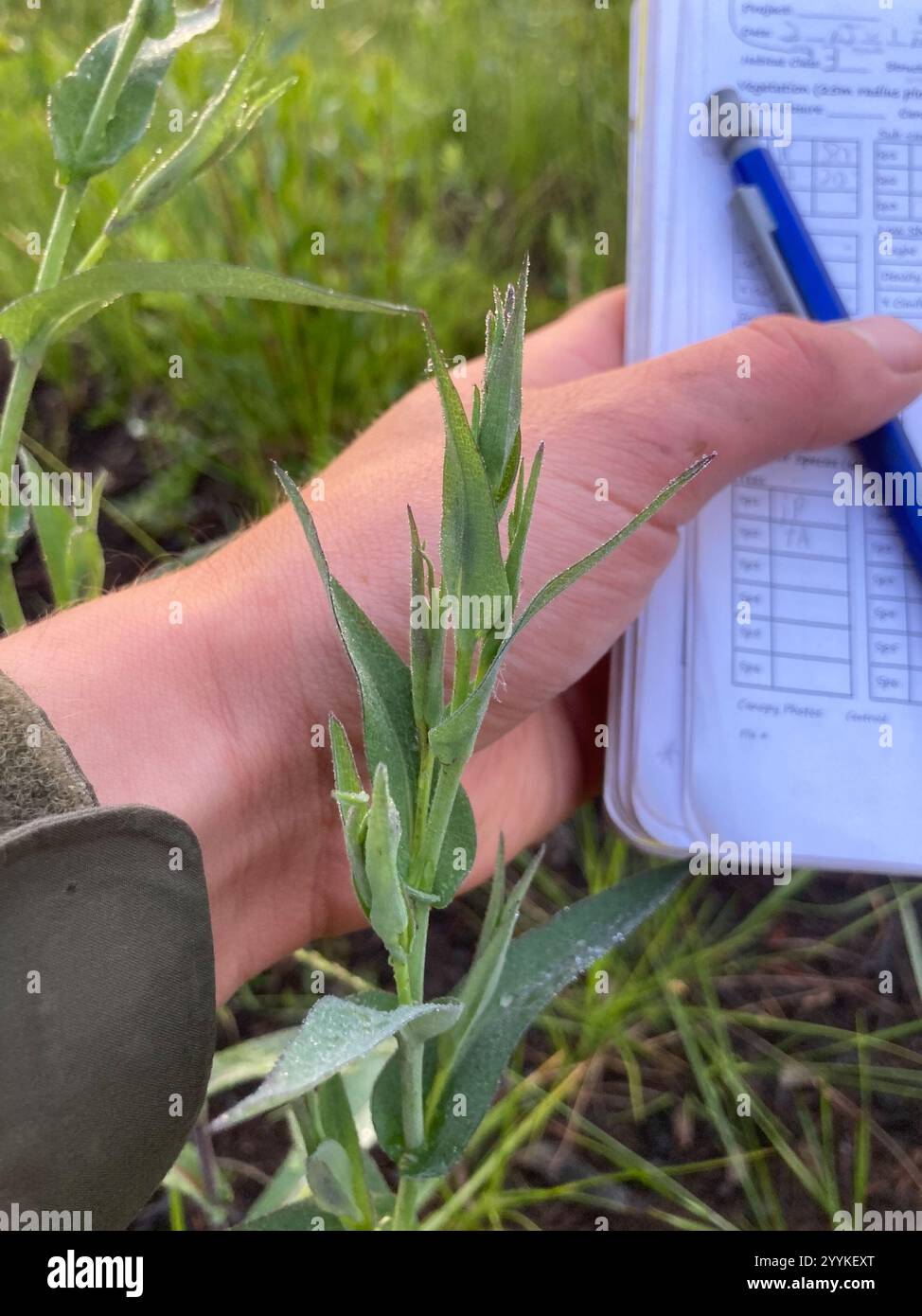 Symphyotrichum laeve smooth aster hi-res stock photography and images ...