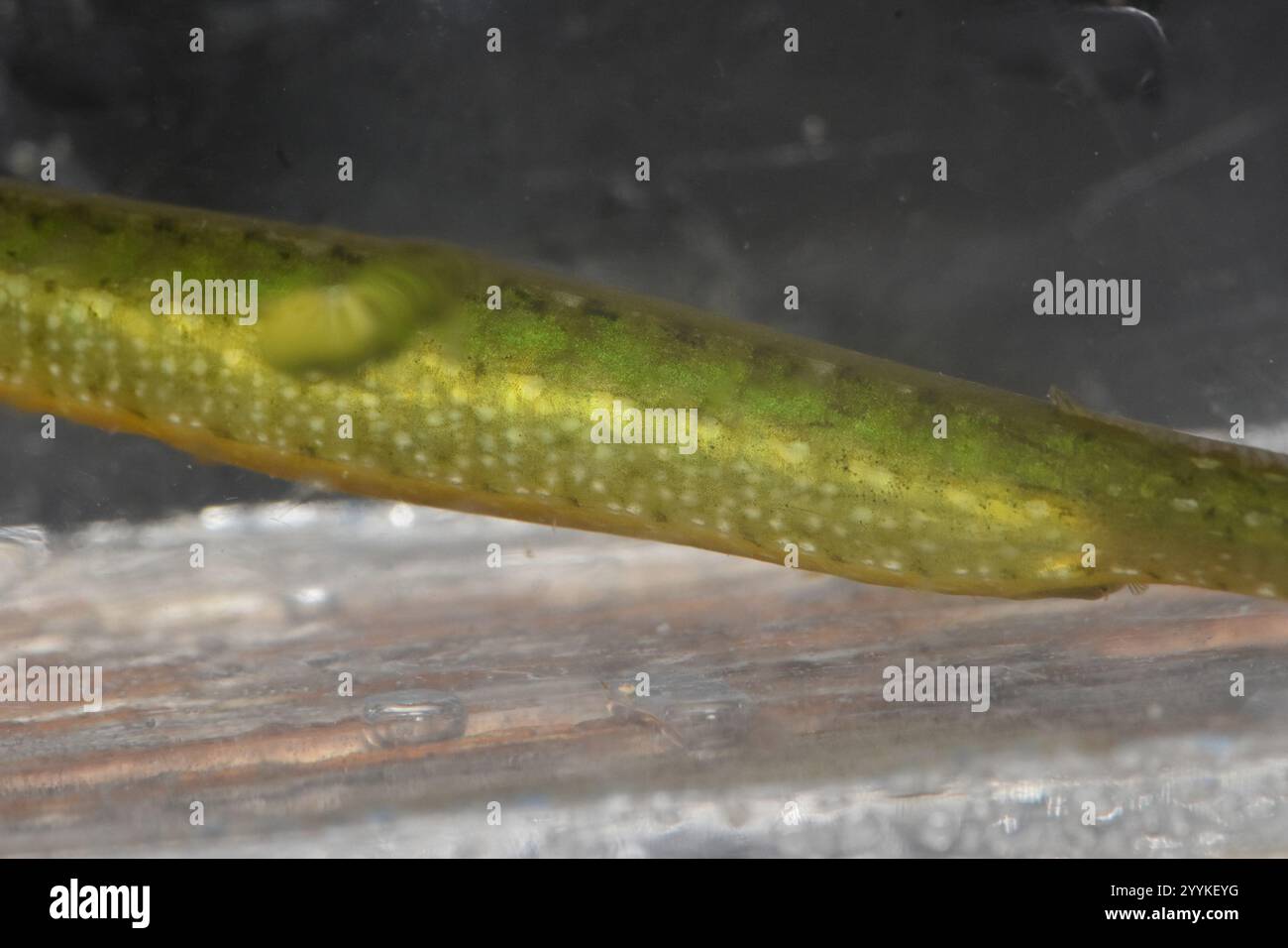 Californiensis hi-res stock photography and images - Alamy