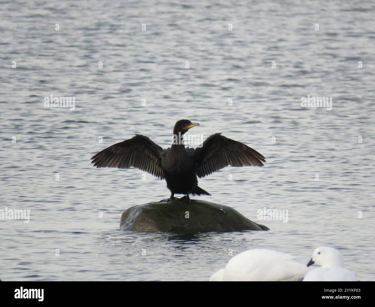 Neotropic Cormorant (Nannopterum brasilianum Stock Photo - Alamy