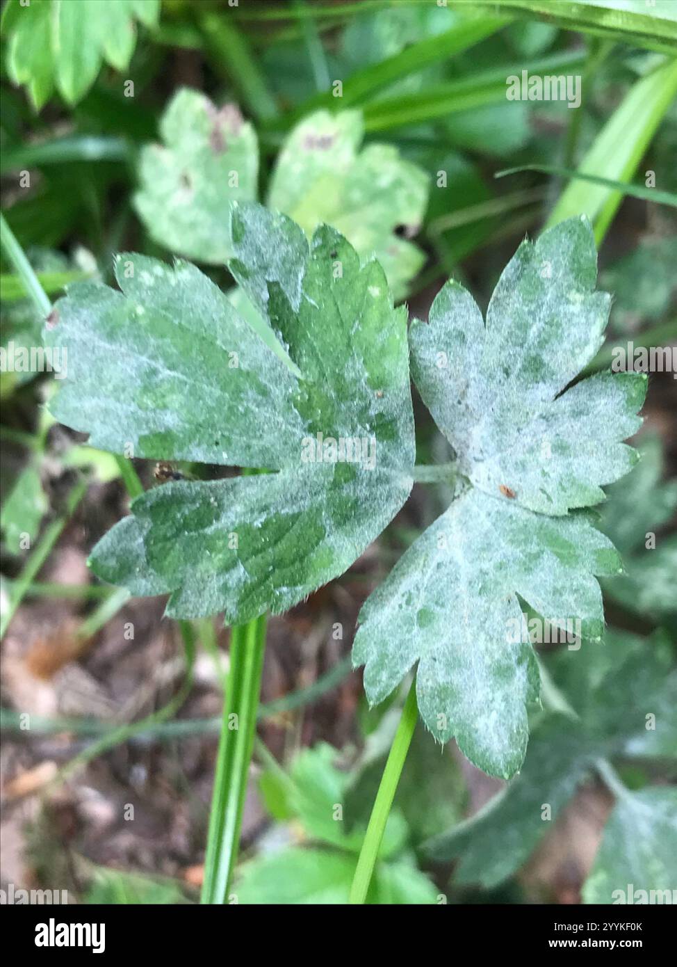 Buttercup Powdery Mildew (Erysiphe aquilegiae ranunculi Stock Photo - Alamy