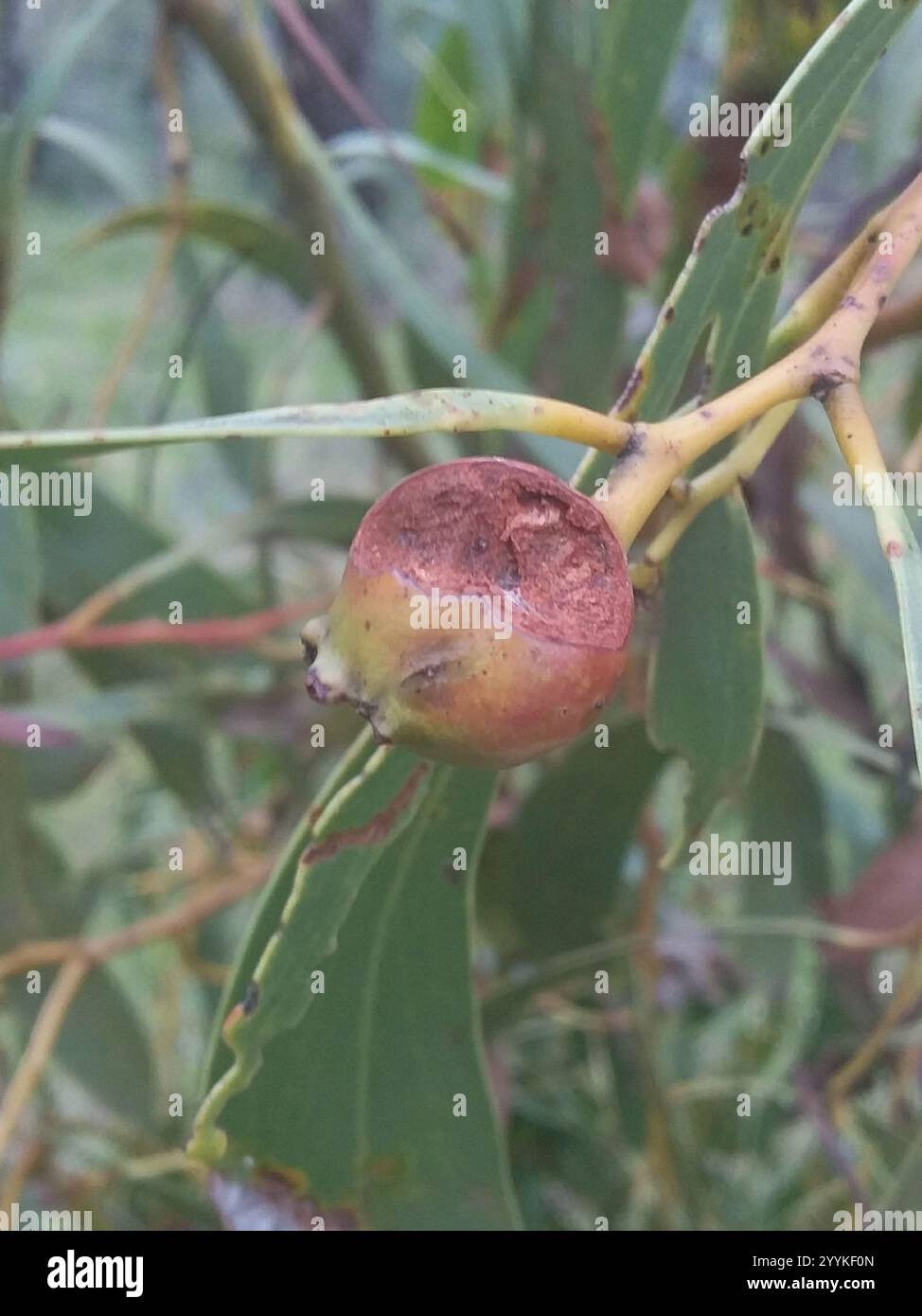 Golden Wattle Gall Wasp (Trichilogaster signiventris Stock Photo - Alamy
