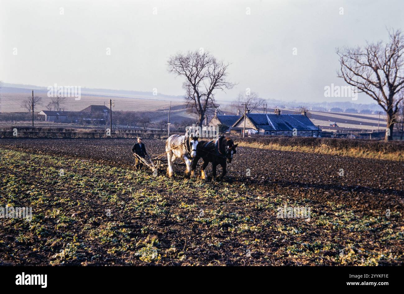 Historical photo of farmer ploughing a field with Clydesdale horses ...