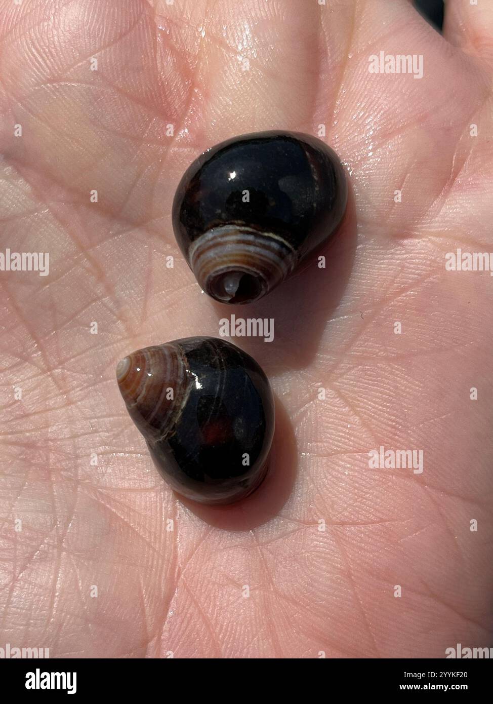 Common Periwinkle (Littorina littorea Stock Photo - Alamy