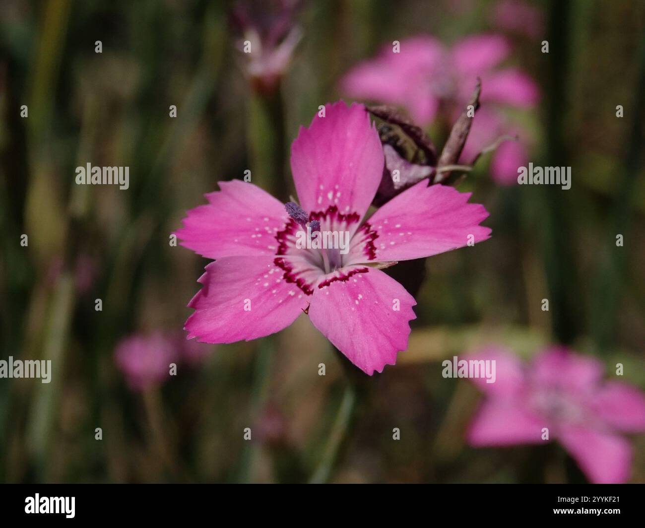 Maiden Pink (Dianthus deltoides Stock Photo - Alamy