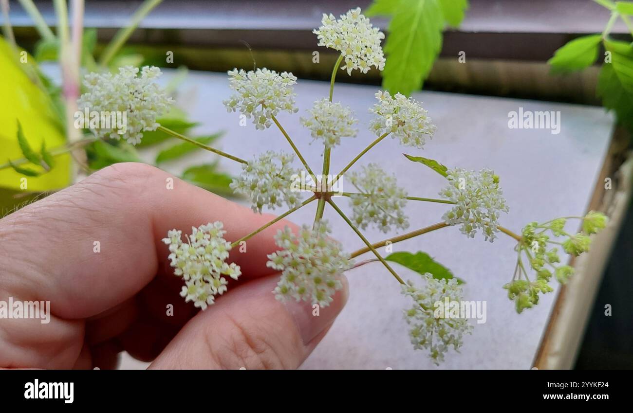 water hemlocks (Cicuta Stock Photo - Alamy