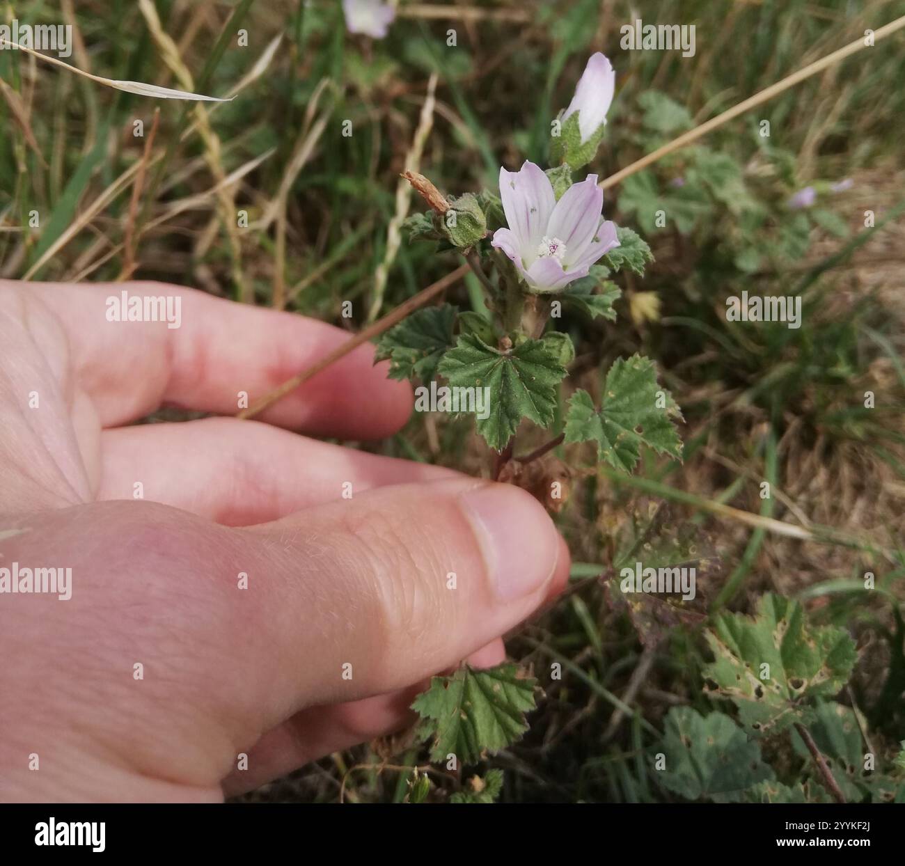 dwarf mallow (Malva neglecta Stock Photo - Alamy