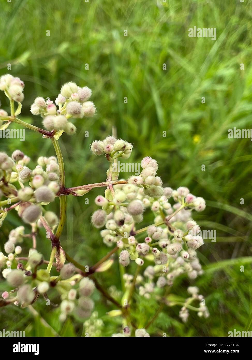 Northern Bedstraw (Galium boreale Stock Photo - Alamy