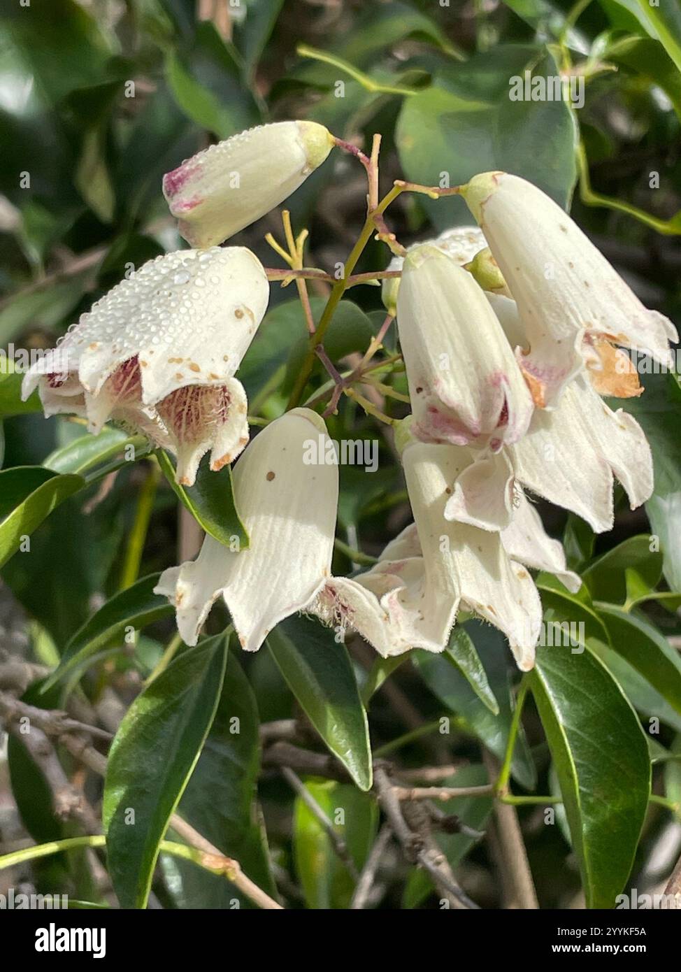 Wonga wonga vine hi-res stock photography and images - Alamy