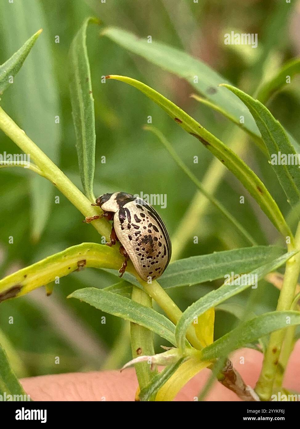 Common Willow Calligrapher Beetle (Calligrapha multipunctata Stock ...