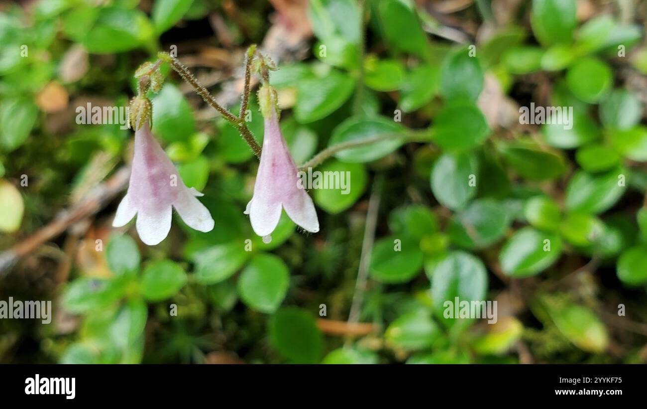Twinflower (Linnaea borealis Stock Photo - Alamy