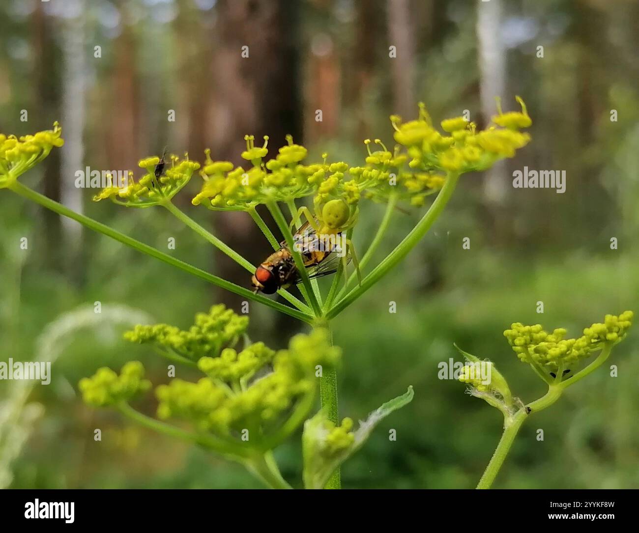 Didea hi-res stock photography and images - Alamy