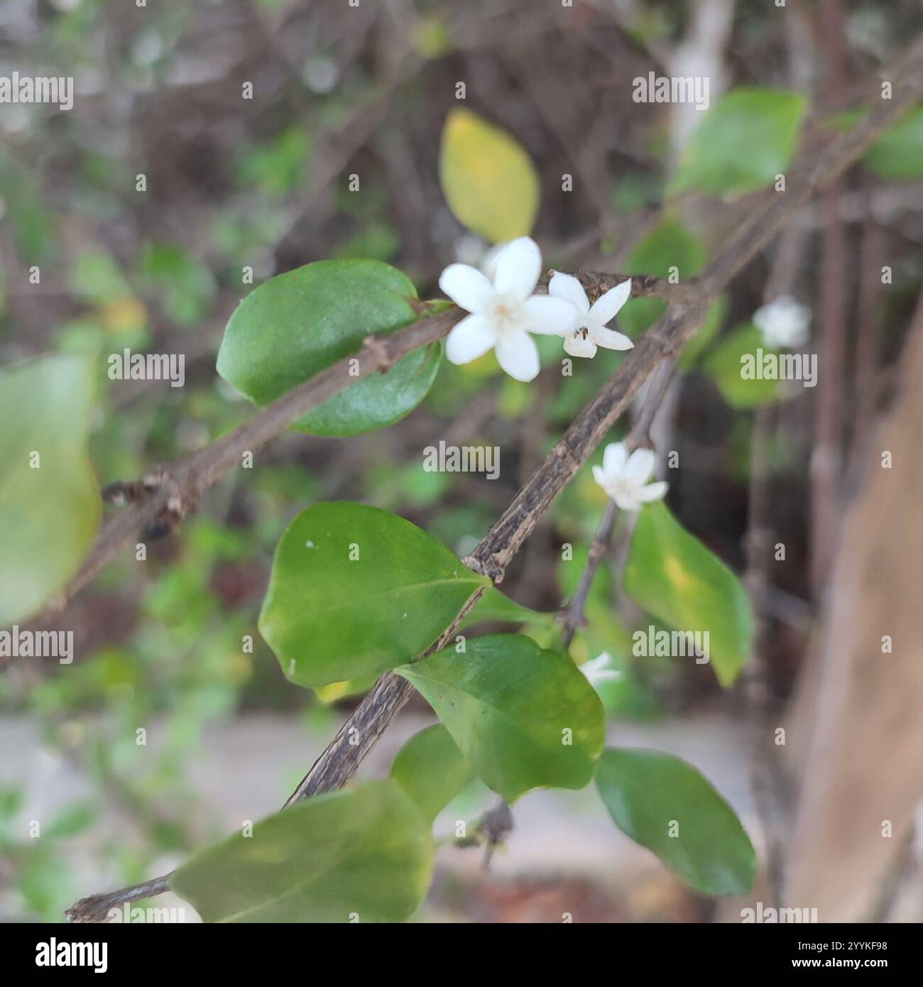 Randia aculeata hi-res stock photography and images - Alamy
