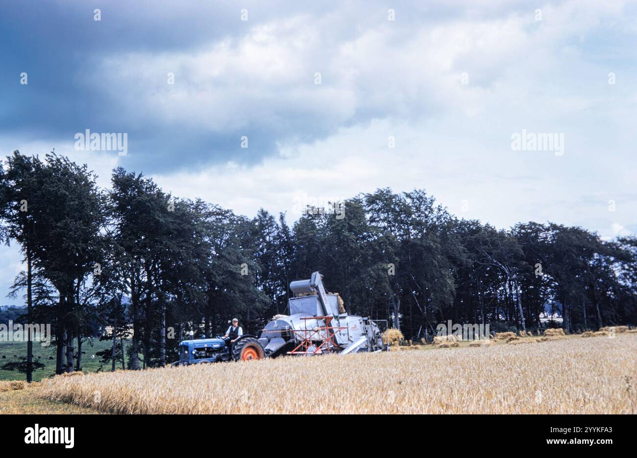 Historical photo of a farmer driving a tractor harvesting a grain crop ...