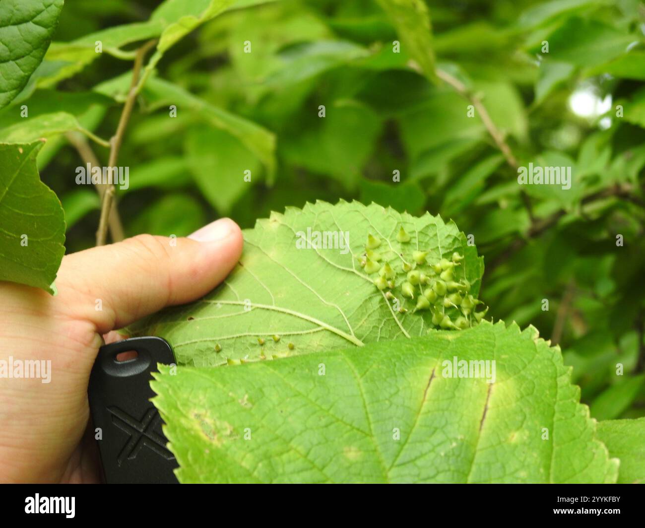 Hackberry Thorn Gall Midge (Celticecis spiniformis Stock Photo - Alamy