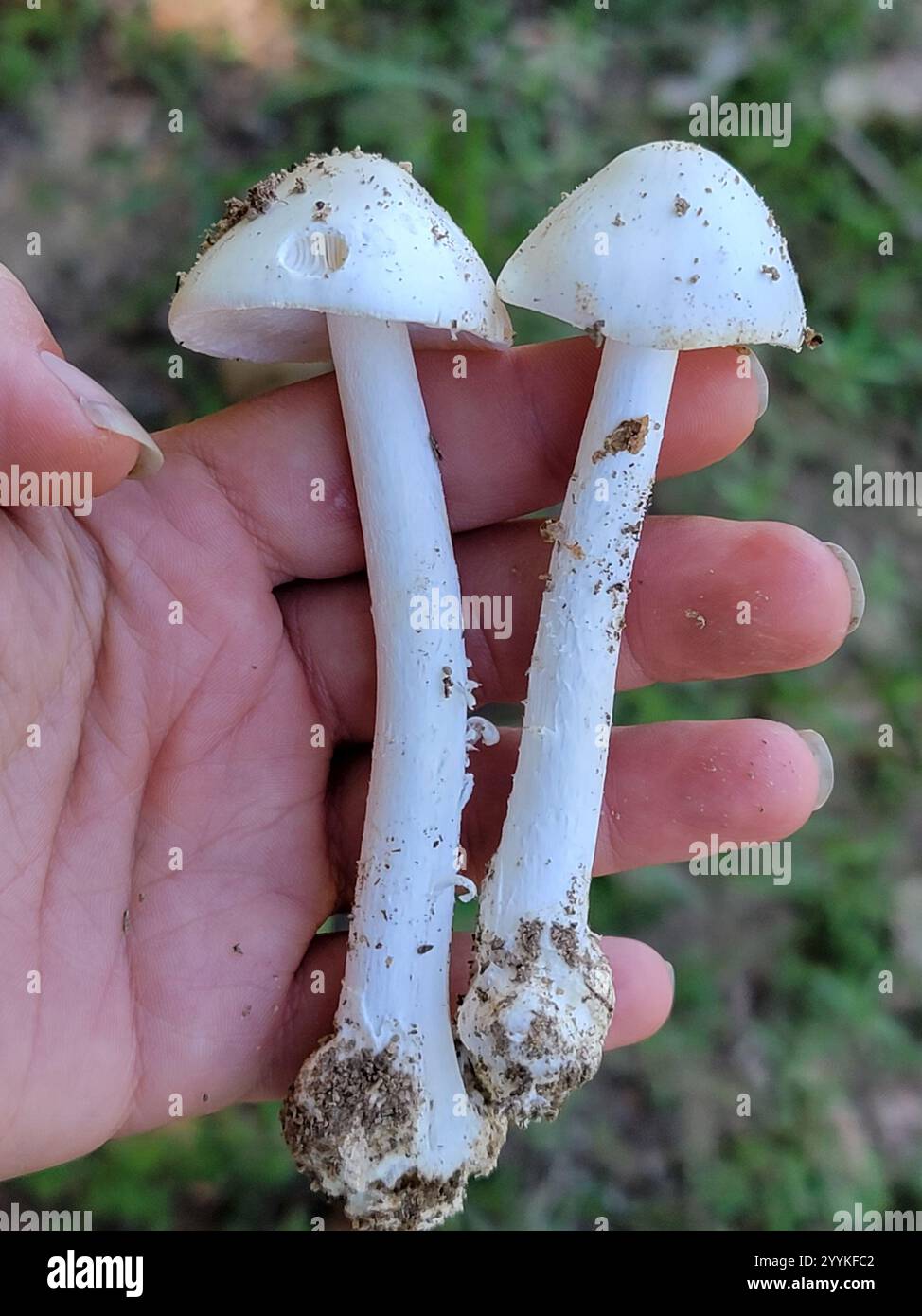Eastern North American Destroying Angel (Amanita bisporigera Stock ...